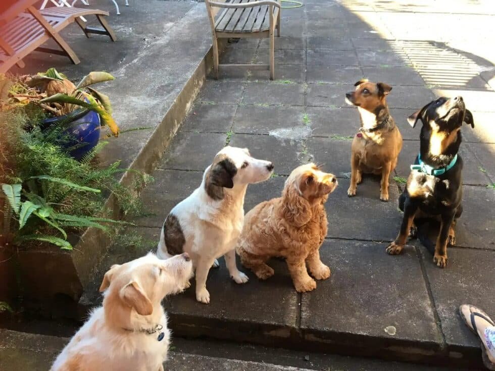 L'éducation du chien - Cynosphère