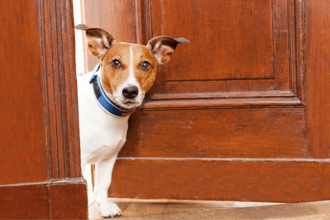 Comment le chien apprend : les 4 lois de l'éducation canine - Cynosphère