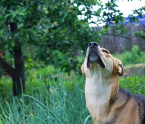 Instinct et comportement du chien - Cynosphère
