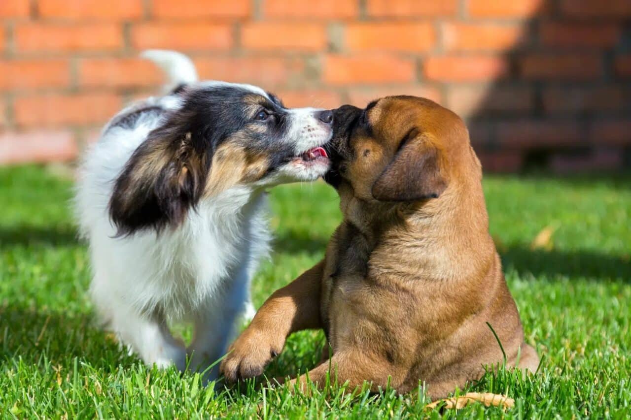 Prendre un deuxième chien : avantages et inconvénients - Cynosphère