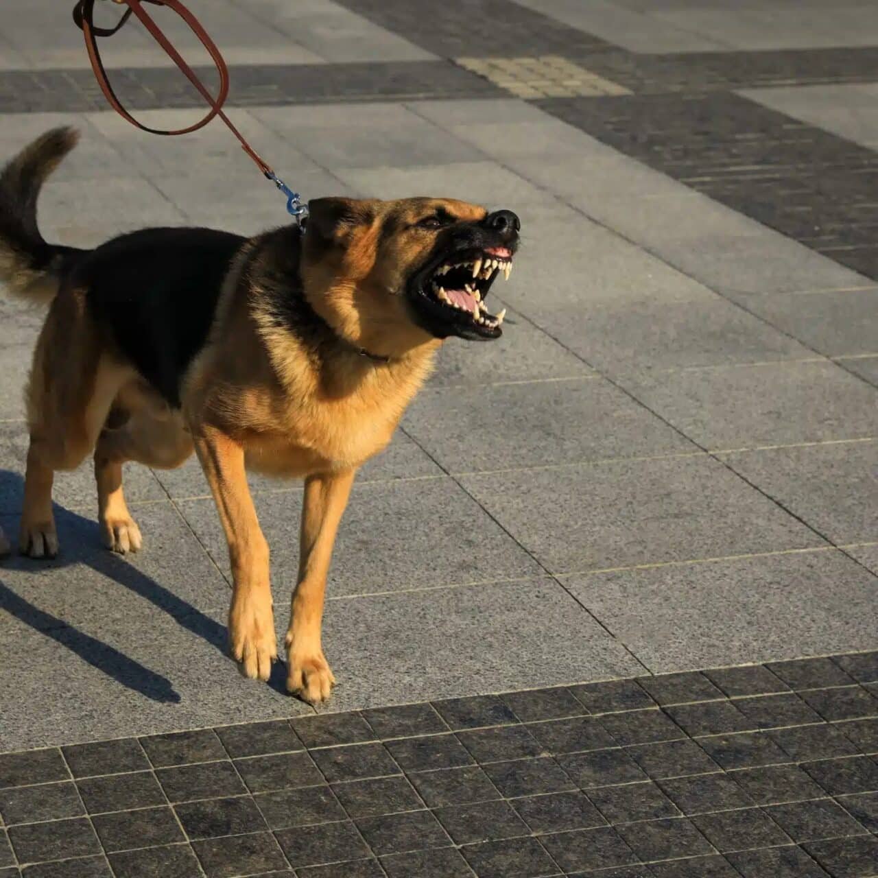 Le chien réactif aux congénères : Pourquoi ? - Cynosphère