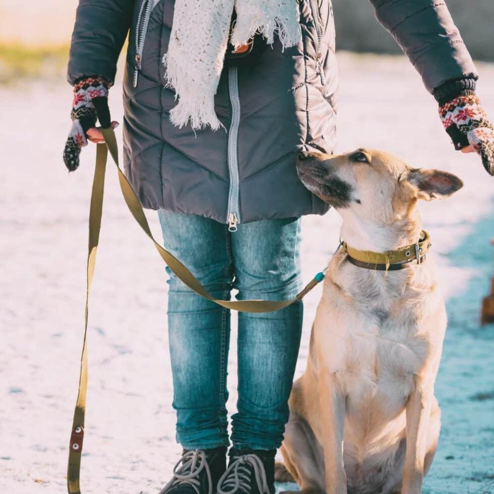 Comportementaliste canin Bordeaux - Cynosphère