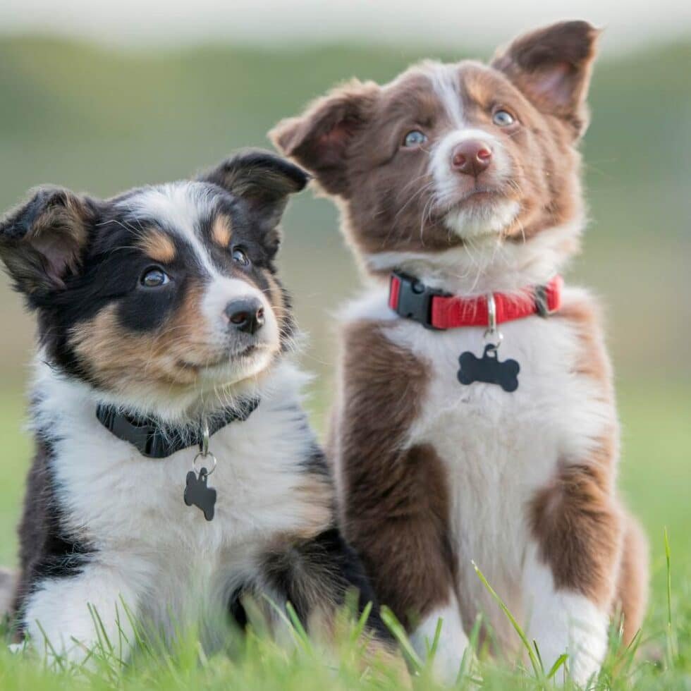Comportementaliste canin Bordeaux - Cynosphère