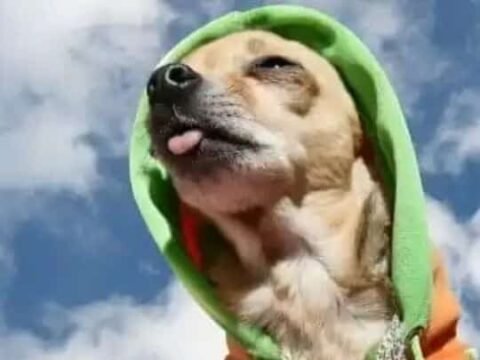L'adolescence du chien : une transition nécessaire - Cynosphère